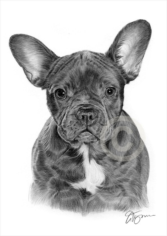 Lluvioso Península Intestinos dibujo lapiz bulldog frances Increíble ... Lluvioso Península Intestinos dibujo lapiz bulldog frances Increíble ...