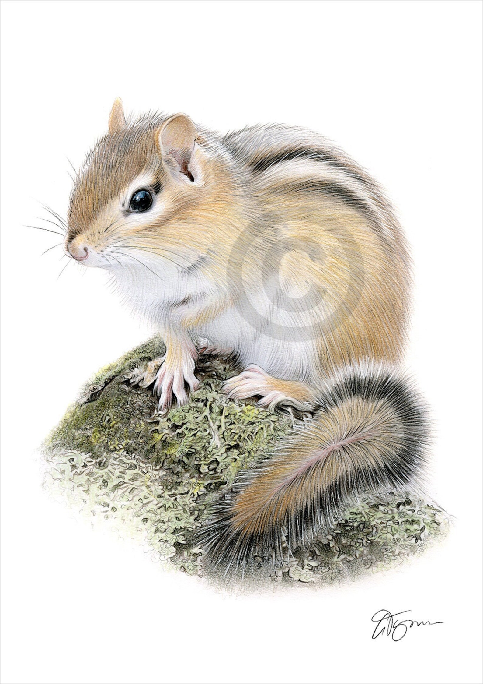 CHIPMUNK Color Pencil Drawing Print Wildlife Art Artwork - Etsy