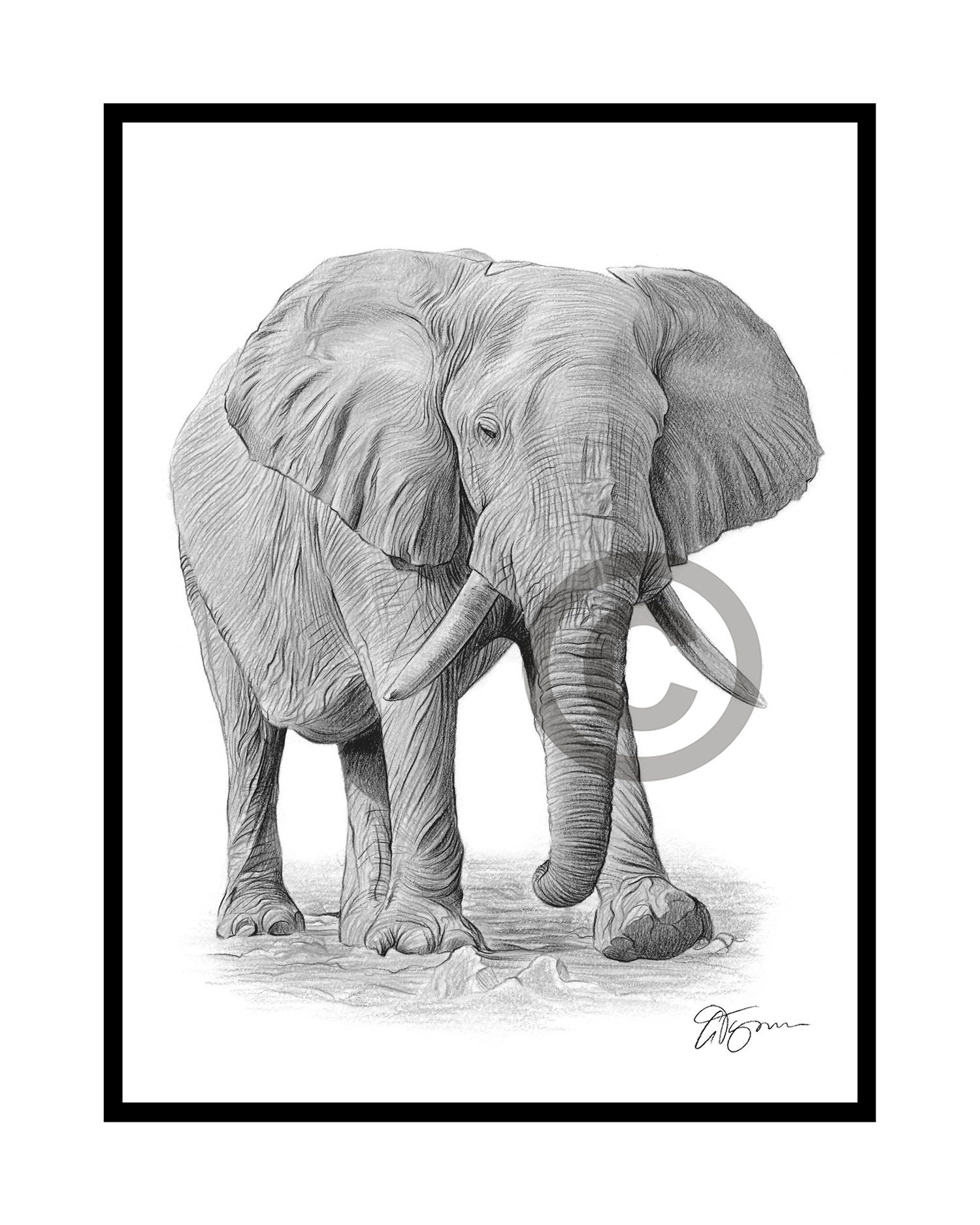 Elephant Drawings In Pencil