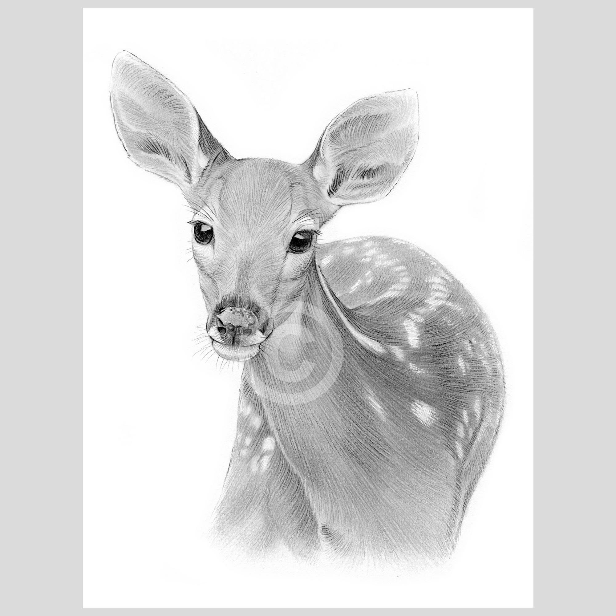 Fallow Deer Pencil Drawing – Wildlife Portrait Art (digital Download ...