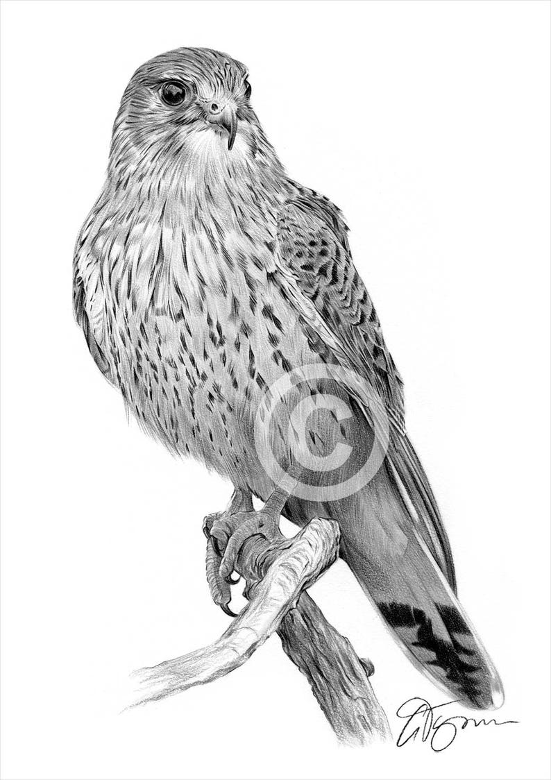 Oiseau faucon CRÉCERELLE dessin au crayon impression oeuvre | Etsy