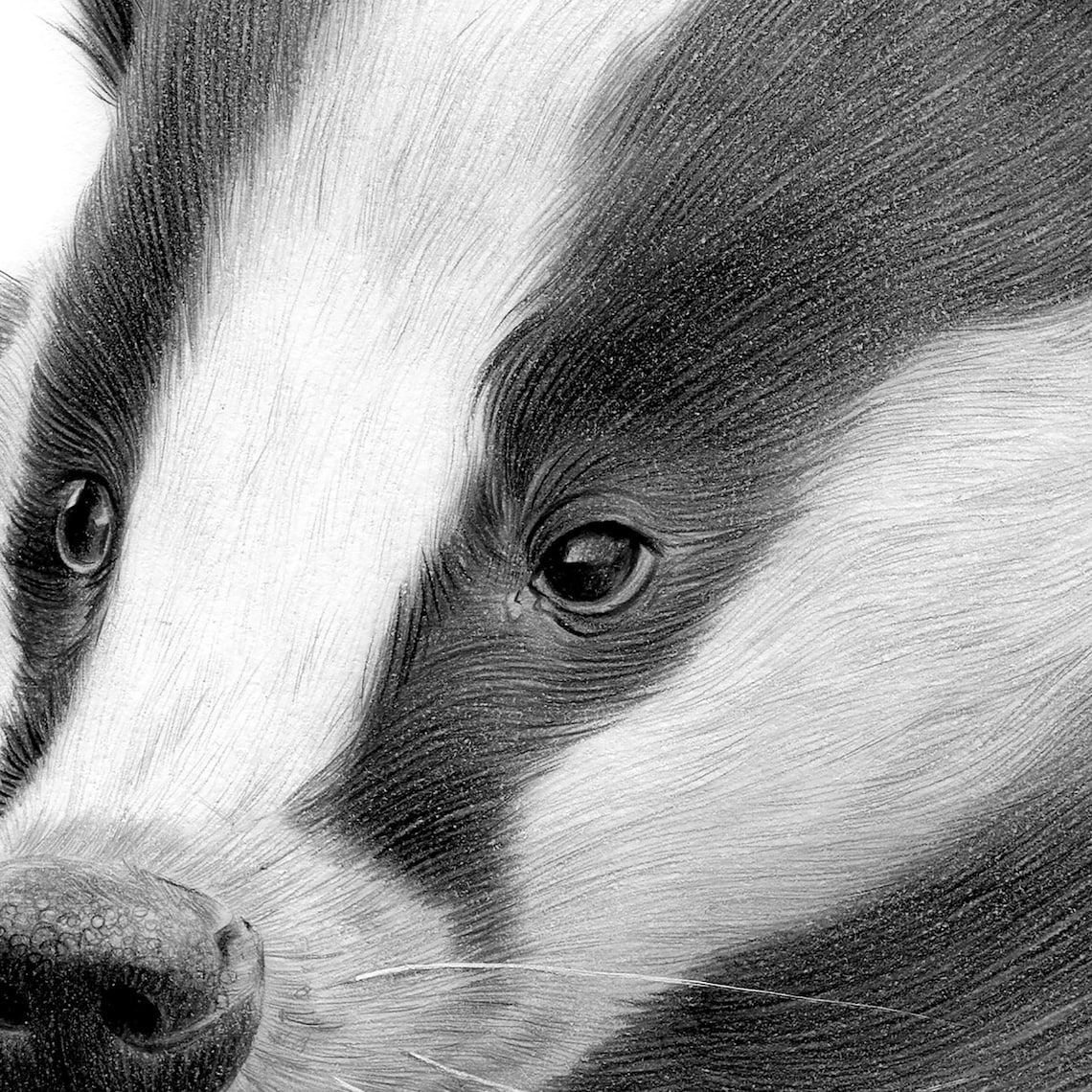 Badger Artwork Signed by Artist Gary Tymon | Pencil Drawing Print | 2 ...