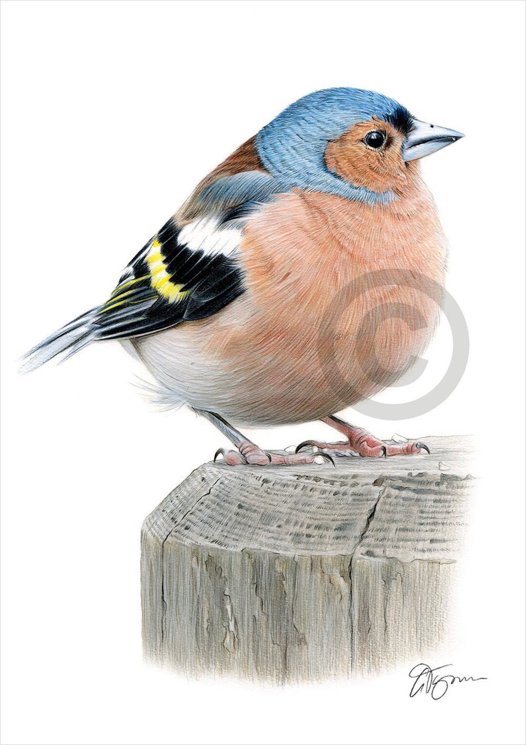 Male Chaffinch Color Pencil Drawing Print Bird Art Artwork Signed by ...