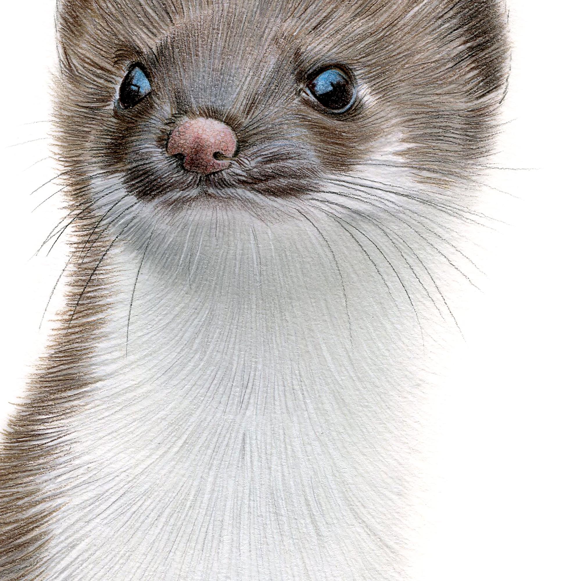 Weasel Colour Pencil Drawing Print | Artwork Signed by Artist G Tymon ...