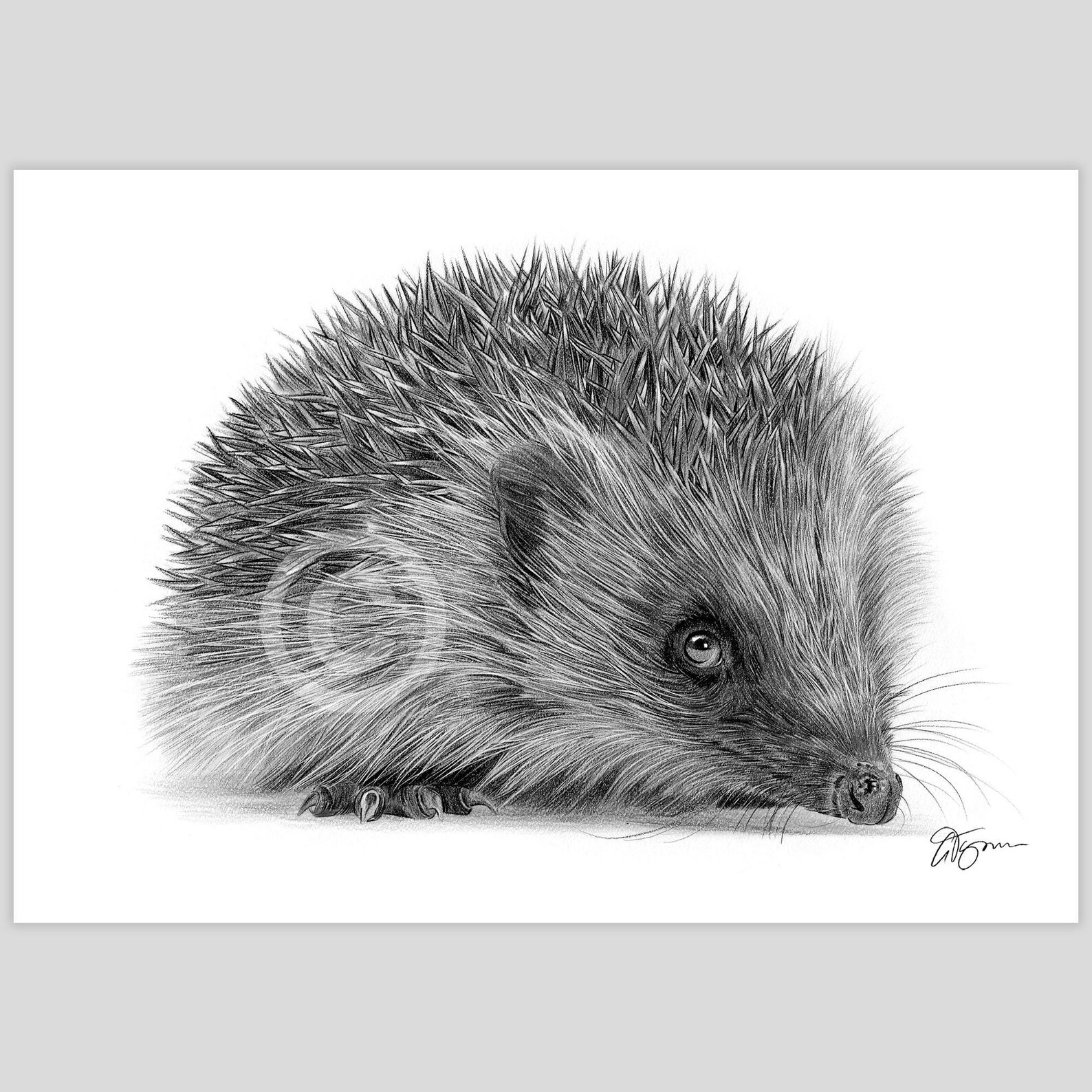 Hedgehog Pencil Drawing Print | Artwork Signed by Artist Gary Tymon ...