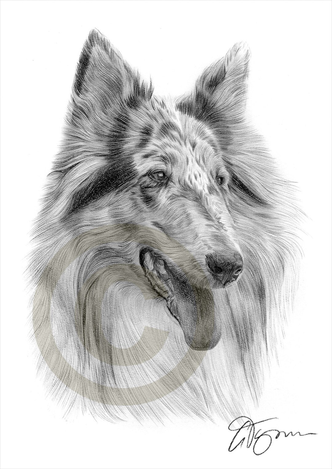 Blue Merle Rough Collie Pencil Drawing Print Artwork Signed by Artist ...