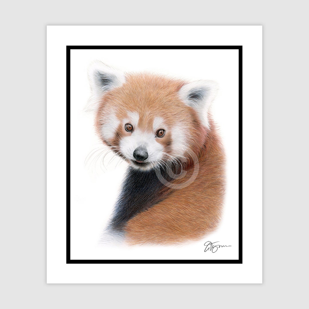 RED PANDA - Original Colour Pencil Drawing - Portrait Size 10" X 8 ...