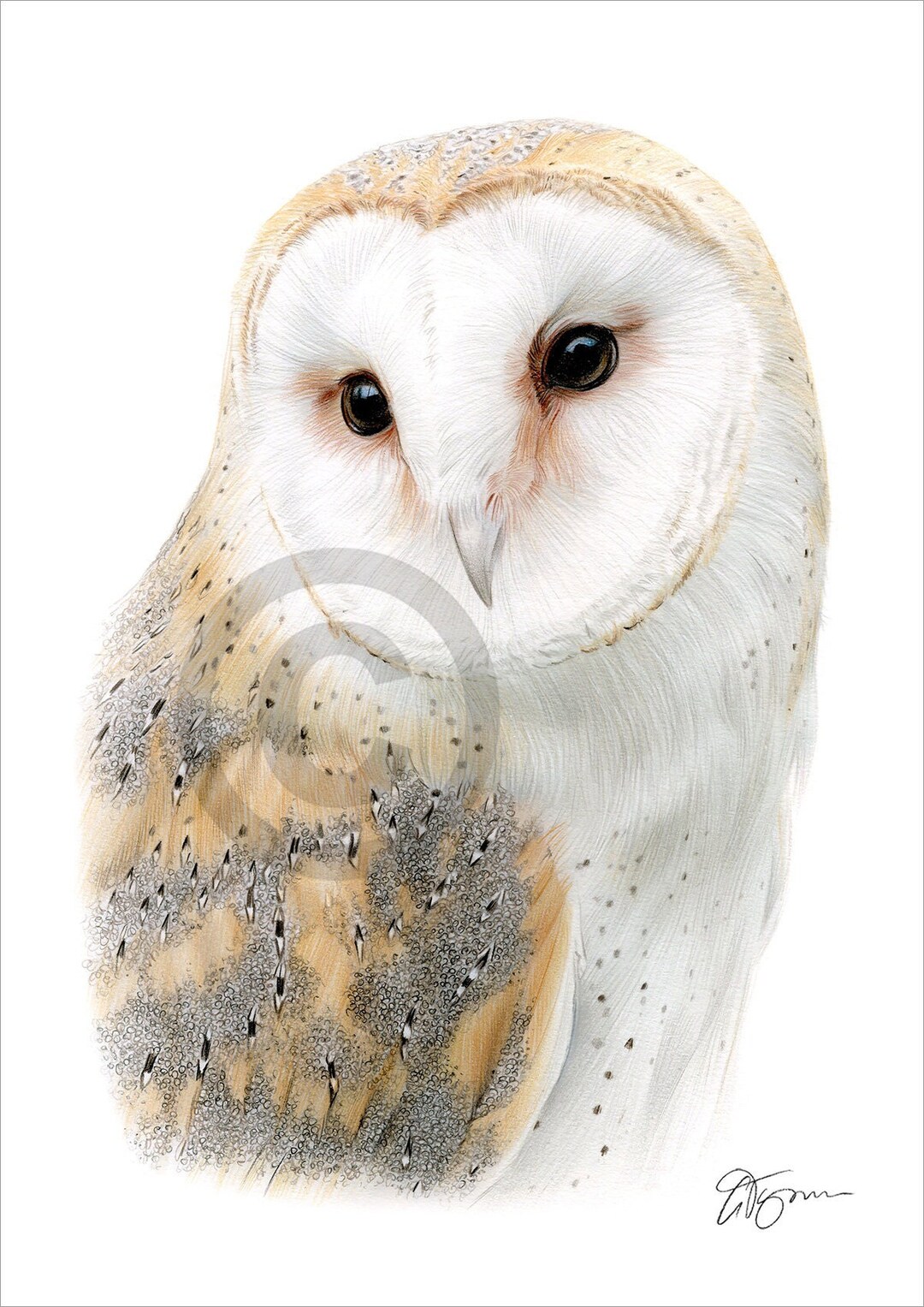 Barn Owl Color Pencil Drawing Print Bird Art Artwork Signed by UK ...