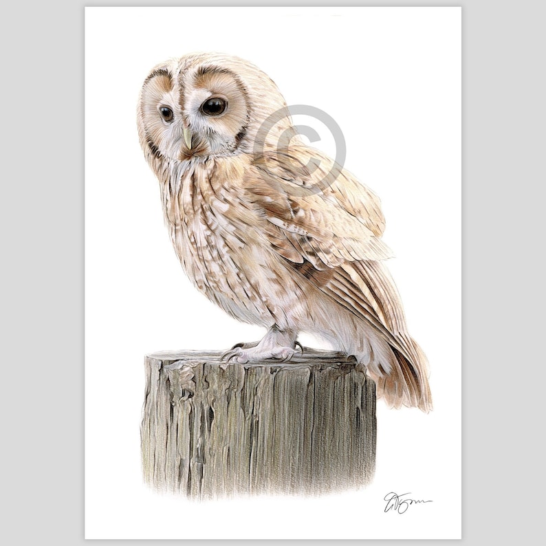 Tawny Owl - Color Pencil Drawing Print - Bird Art - Artwork Signed by ...