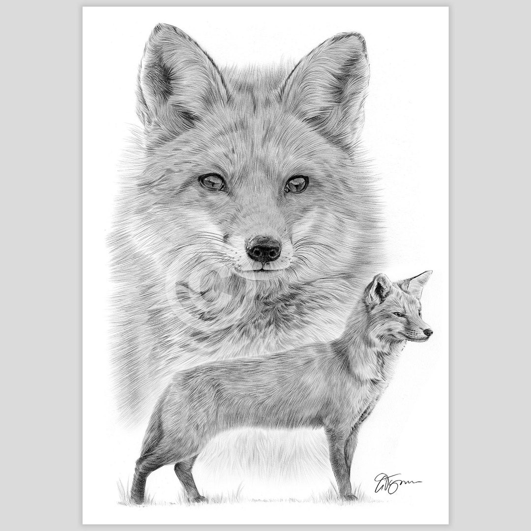 Red Fox Pencil Drawing Print | Artwork Signed by Artist Gary Tymon | A3 ...