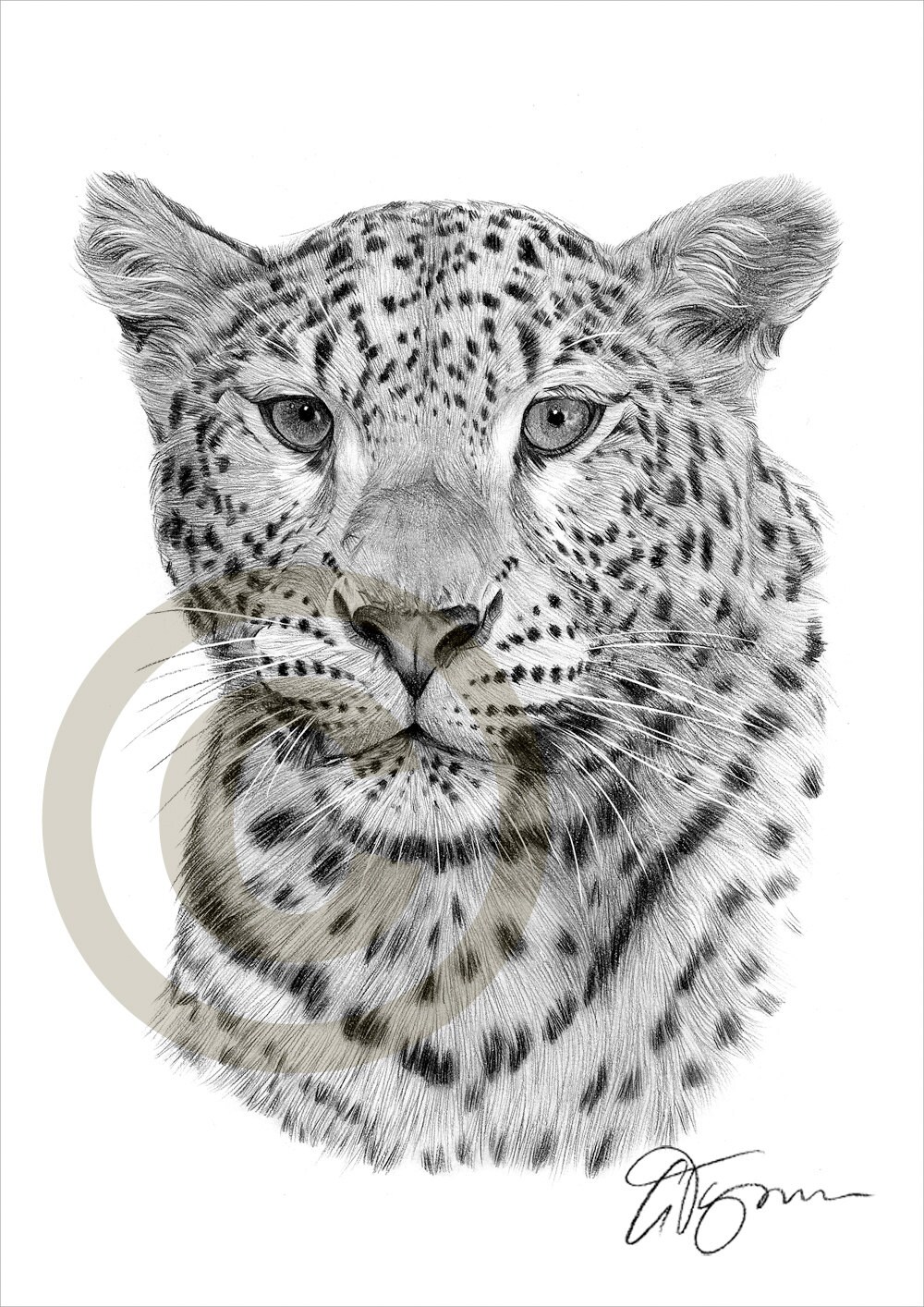 Pencil Drawings Of Leopards