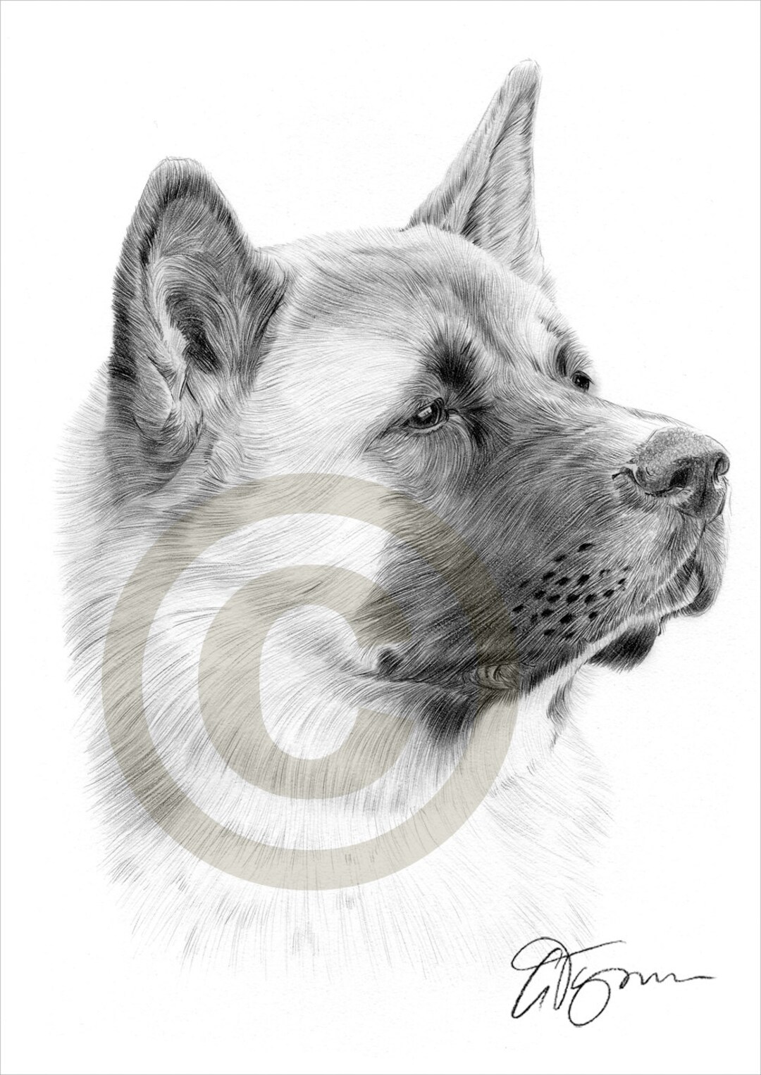 Japanese Akita Pencil Drawing Print Artwork Signed by Artist Gary Tymon ...