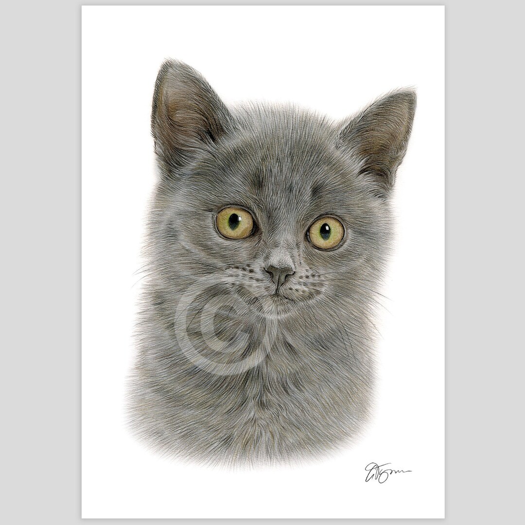 Young Cat - Color Pencil Drawing Print - Pet Portrait - Artwork Signed ...