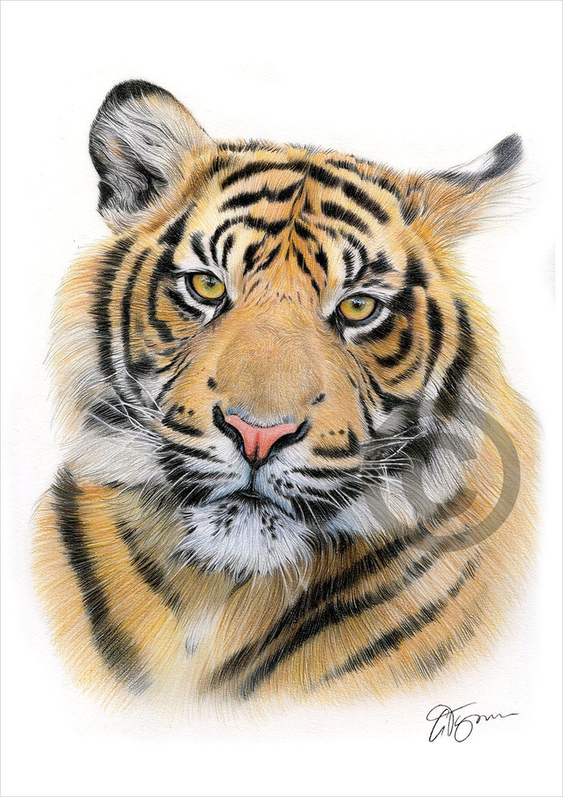 Sumatran Tiger Color Pencil Drawing Print Big Cat Art - Etsy Canada