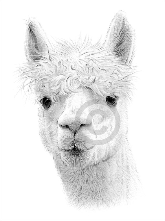 Alpacas Drawing