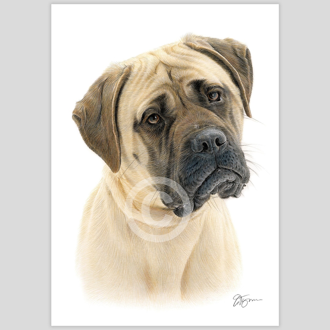 Mastiff Dog Color Pencil Drawing Print Artwork Signed by G. Tymon 2 ...