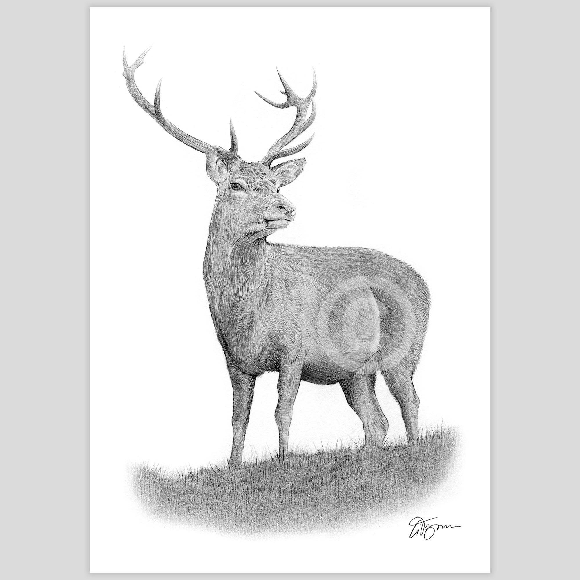 Red Deer Artwork Signed by Artist Gary Tymon | Pencil Drawing Print | 2 ...