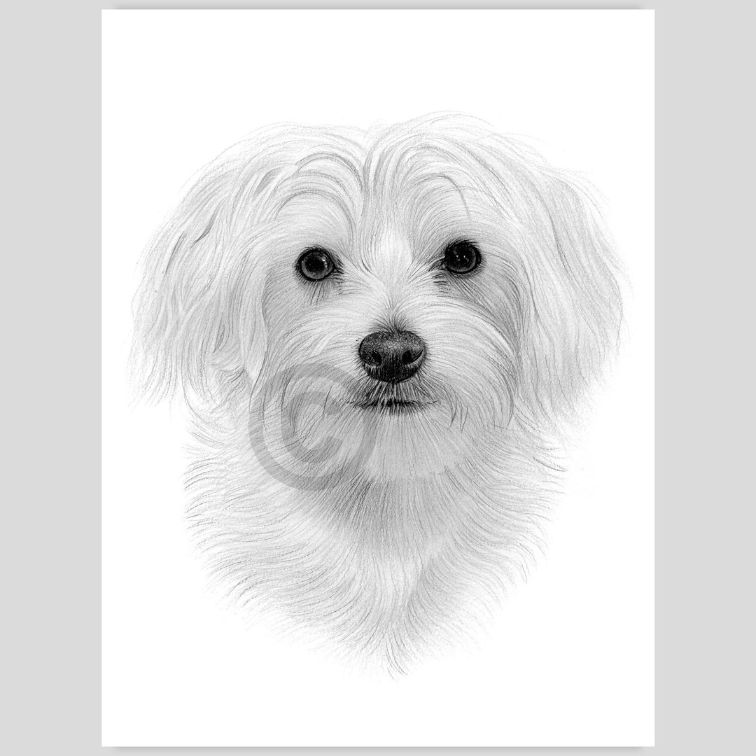 Maltese Dog Pencil Drawing – UK Artist Portrait Art (digital Download ...