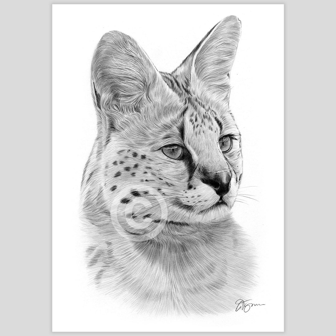 Serval Artwork Signed by Artist Gary Tymon | Pencil Drawing Print | 2 ...