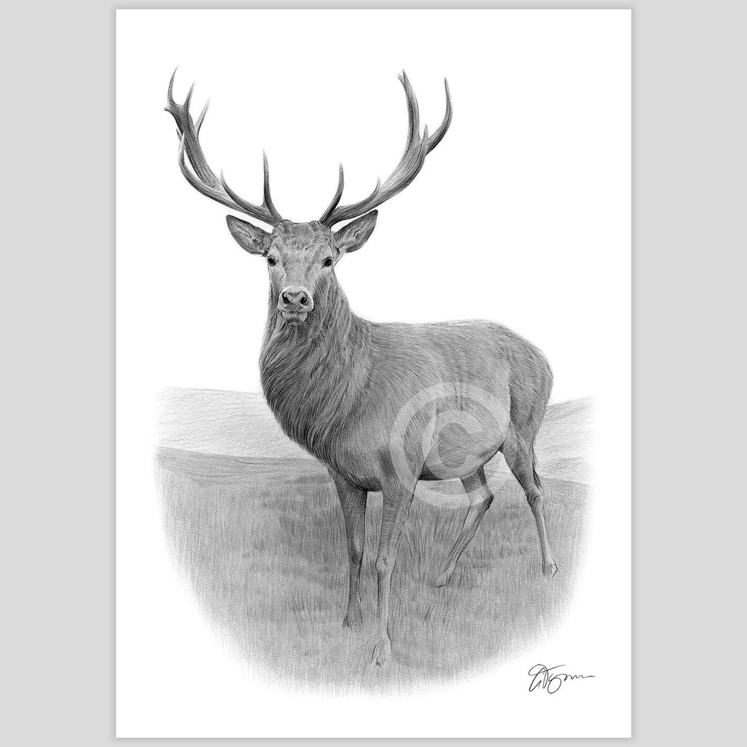 STAG Pencil Drawing Artwork Print | Wildlife Portrait | Signed by ...