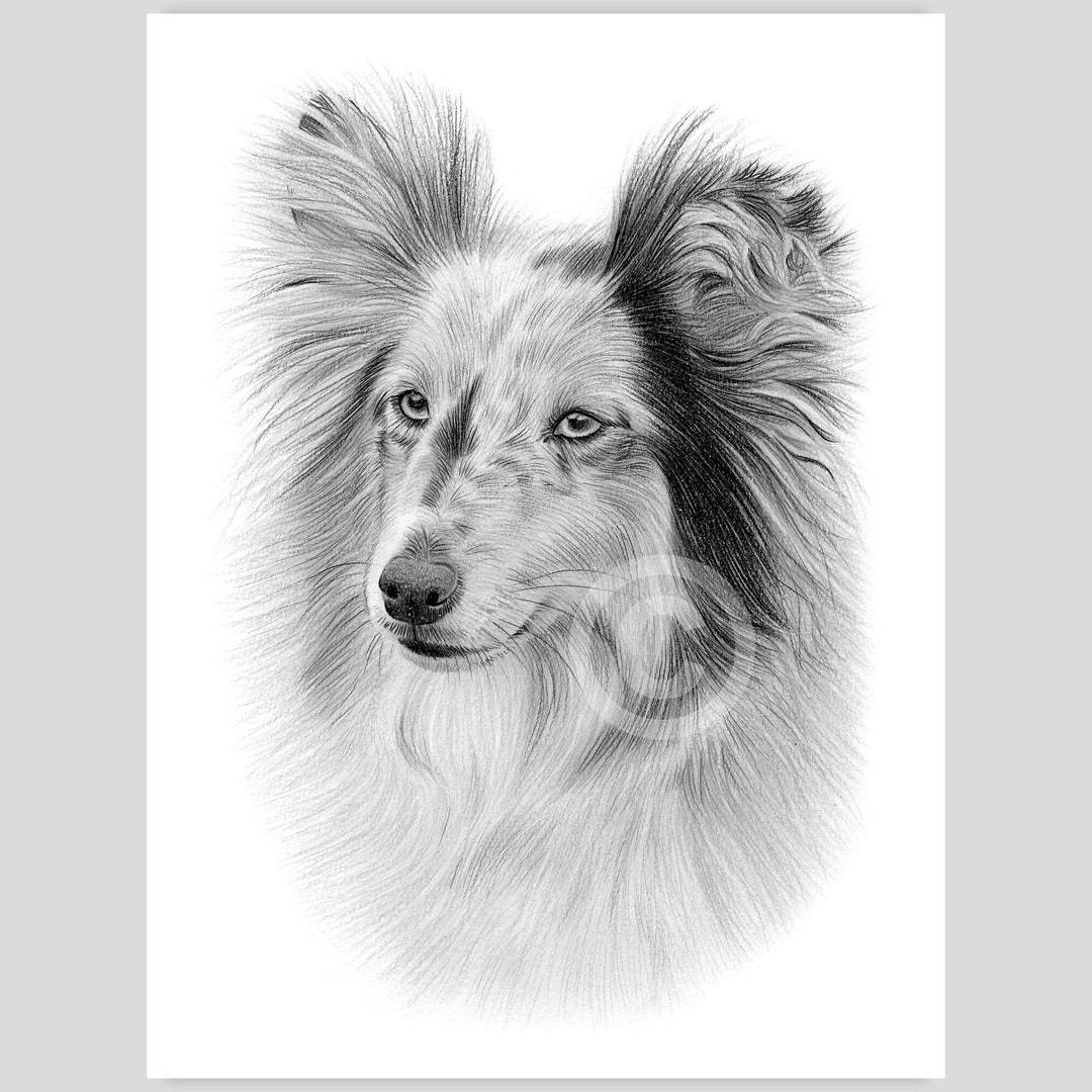Blue Merle Collie Pencil Drawing – Dog Portrait Art (digital Download ...