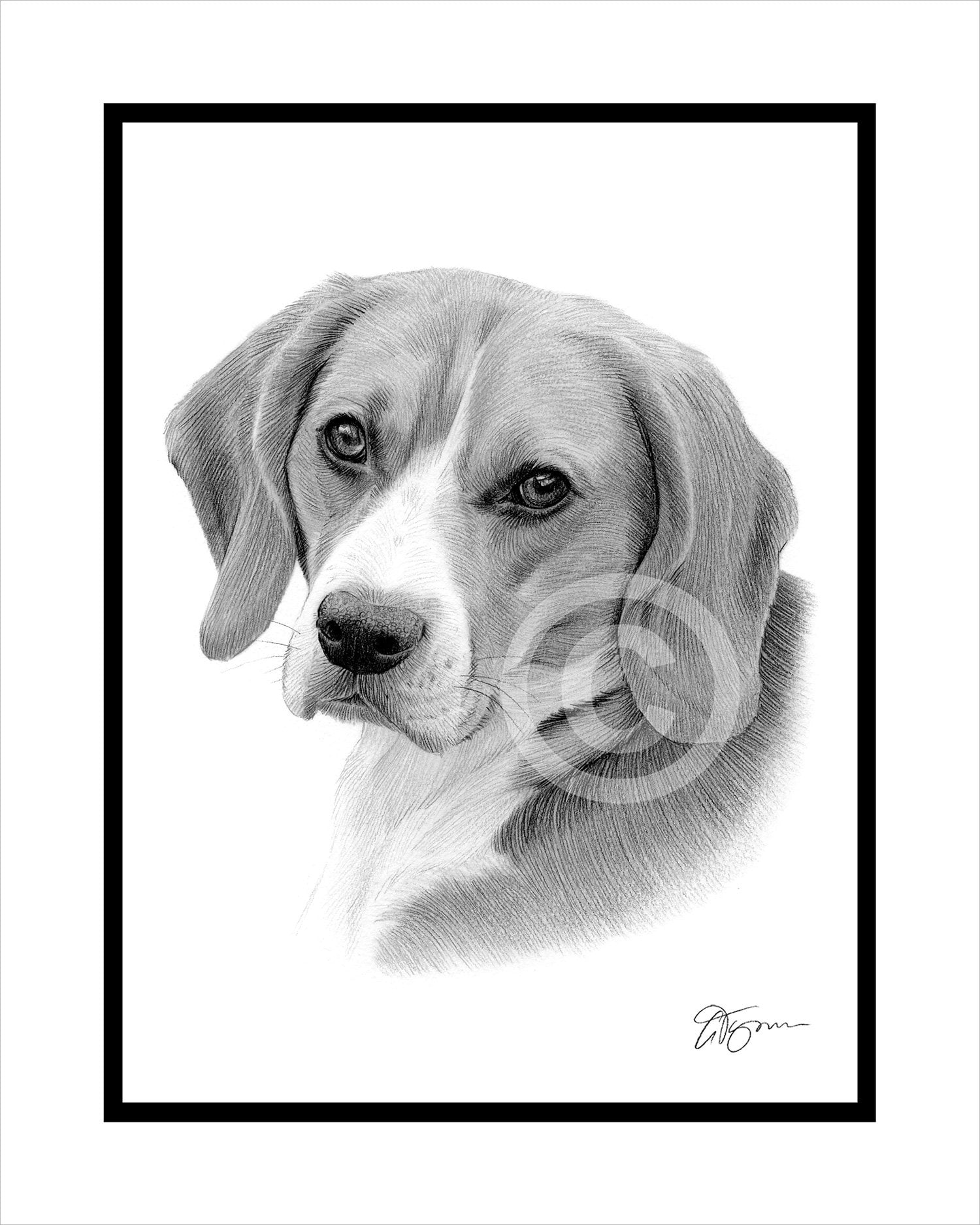 Beagle Black And White Drawing