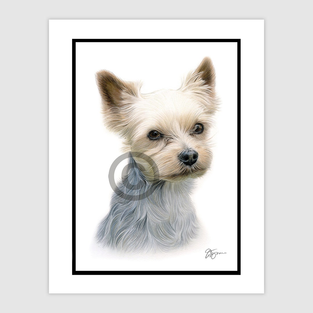 YORKSHIRE TERRIER Original Color Pencil Drawing Dog Art Portrait Size ...
