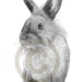 RABBIT Pencil Drawing Print Wildlife Art Artwork Signed by - Etsy