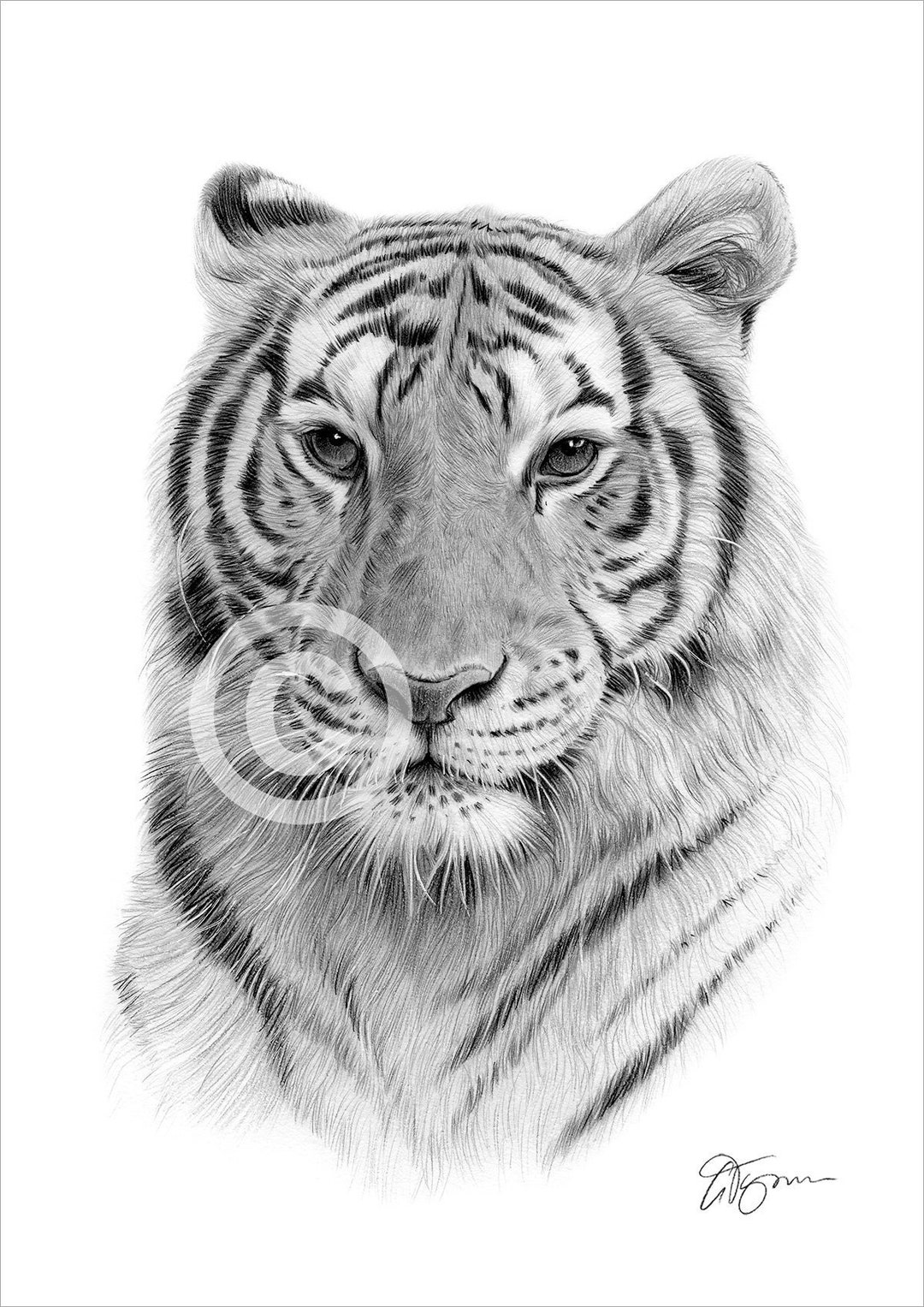 Bengal Tiger Drawing