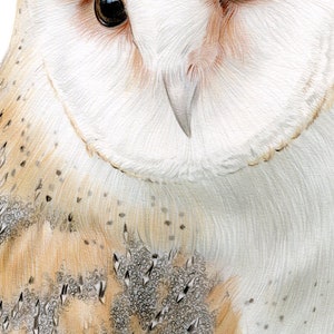 BARN OWL Original Color Pencil Drawing - Bird Art - Portrait Size 11.75 ...