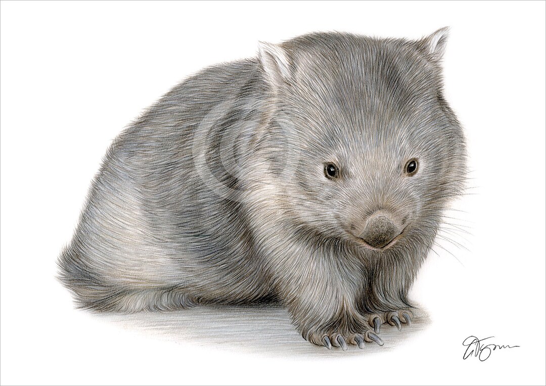Wombat Color Pencil Drawing Print Artwork Signed by Artist Gary Tymon 2 ...