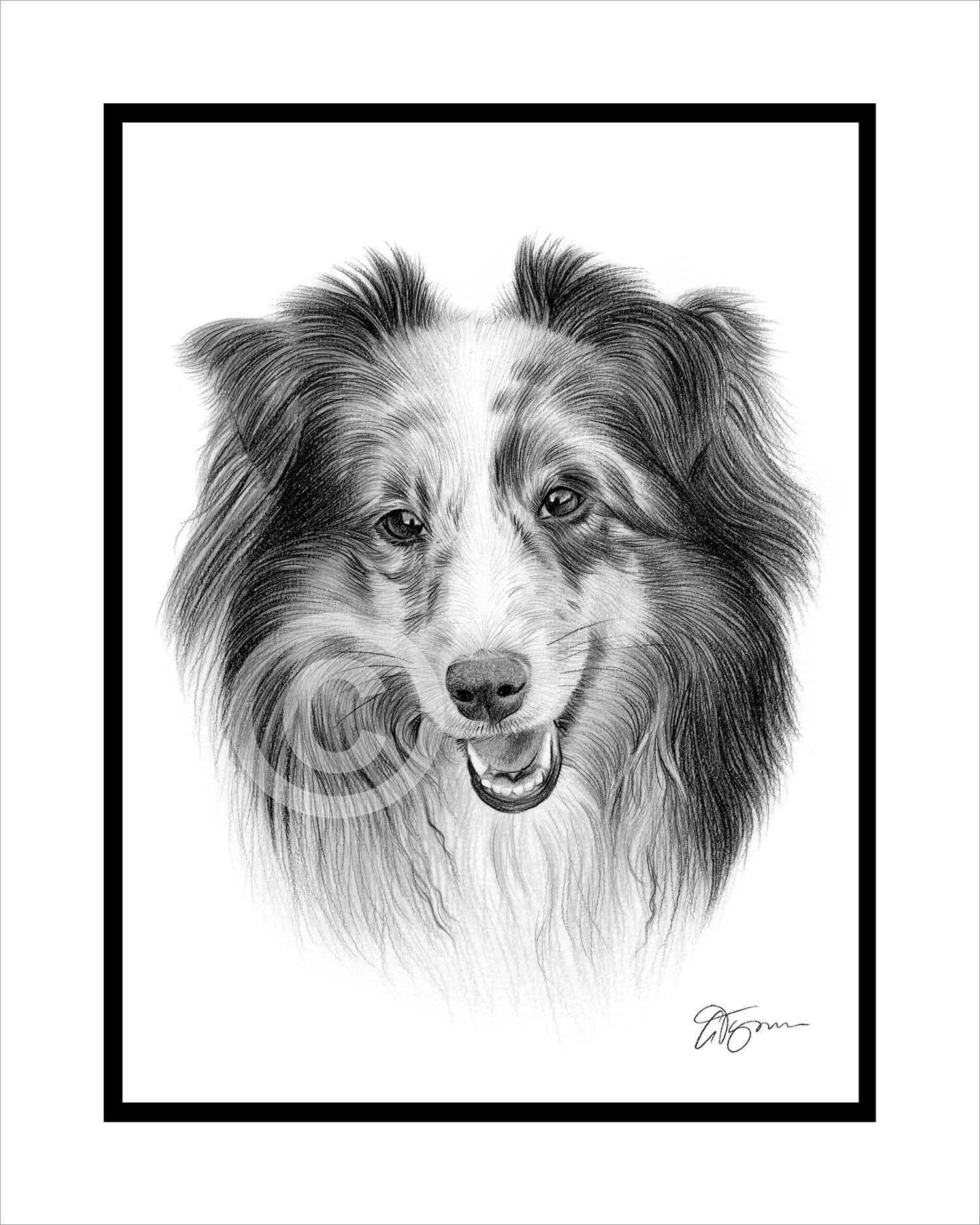 Blue Merle SHETLAND SHEEPDOG Original B&W Pencil Drawing | Etsy