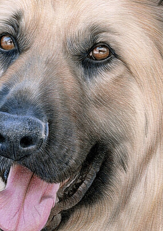 German Shepherd Drawing In Color