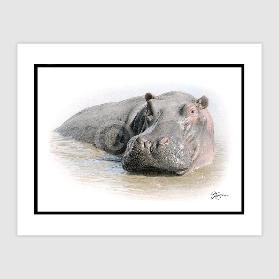 Hippo Original Colour Pencil Drawing Art | Portrait Size 11.75 Hippo Original Colour Pencil Drawing Art | Portrait Size 11.75
