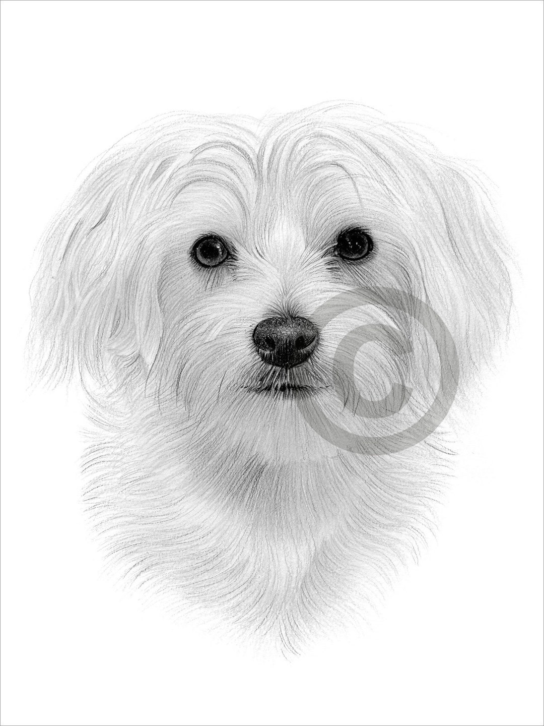 Digital Download Pencil Drawing of a Maltese Dog Toy Breed Artwork by ...