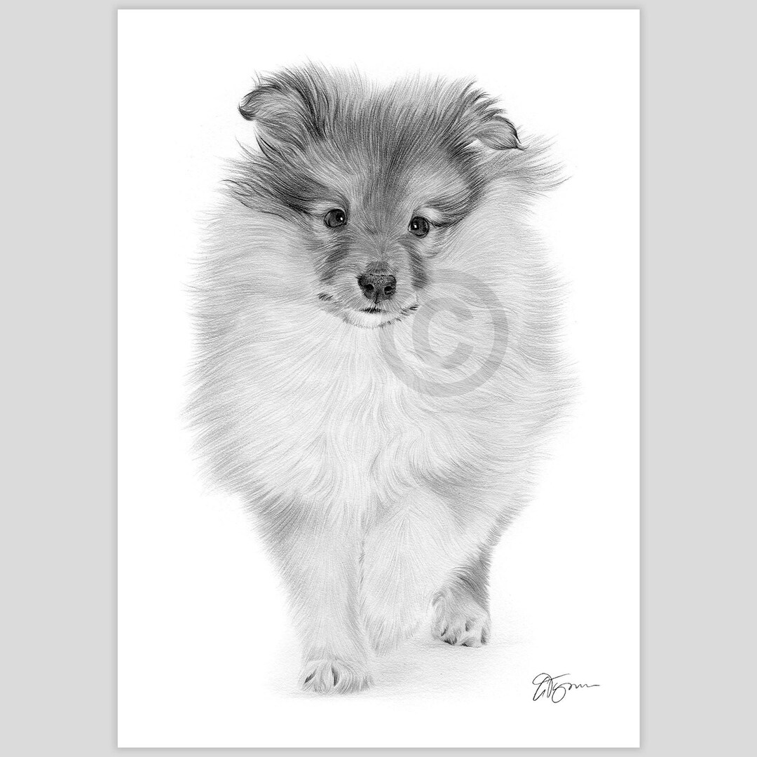Sheltie Puppy Dog | Pencil Drawing Print | Artwork Signed by Artist G ...
