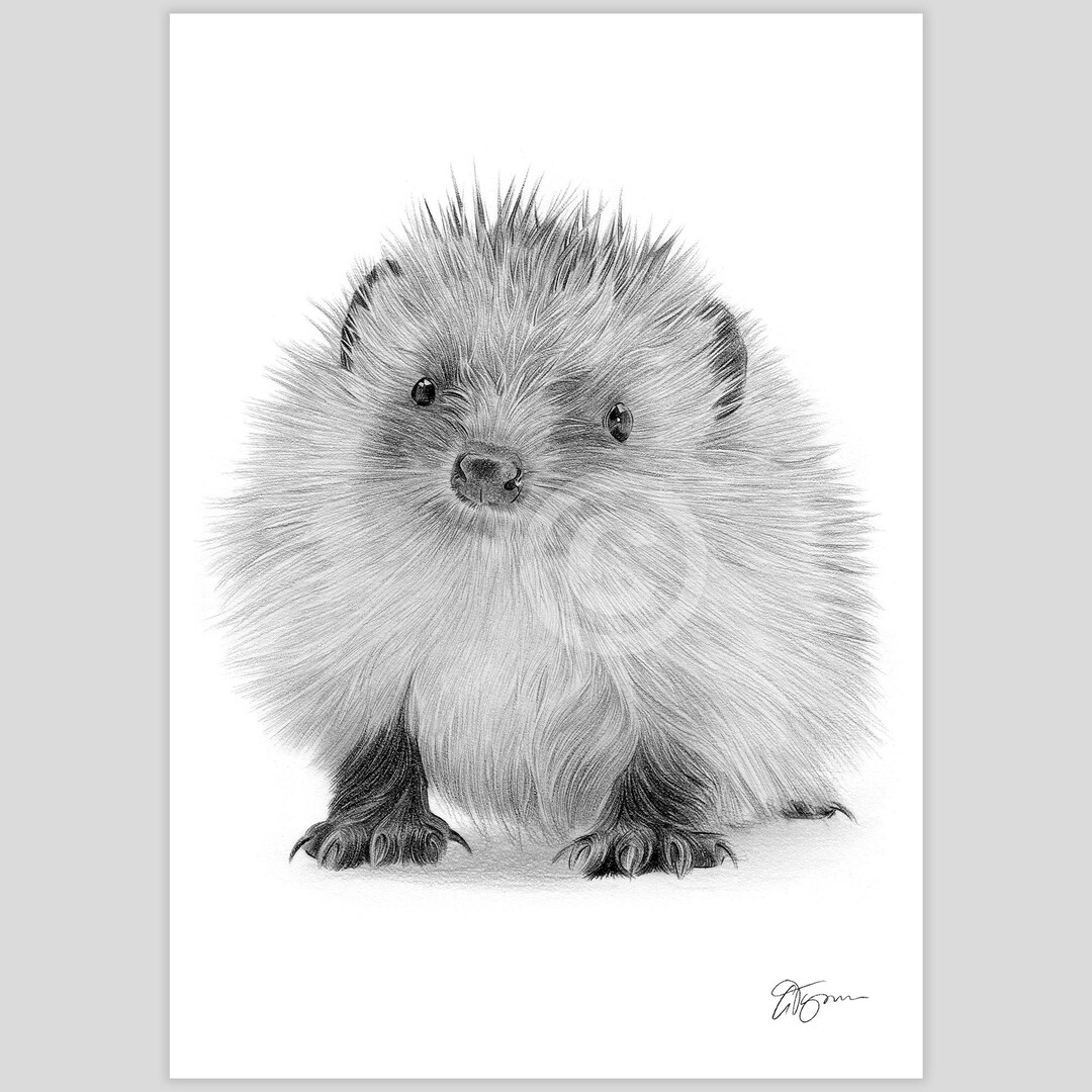 Baby Hedgehog Pencil Drawing Print | Animal Portrait | Artwork Signed ...