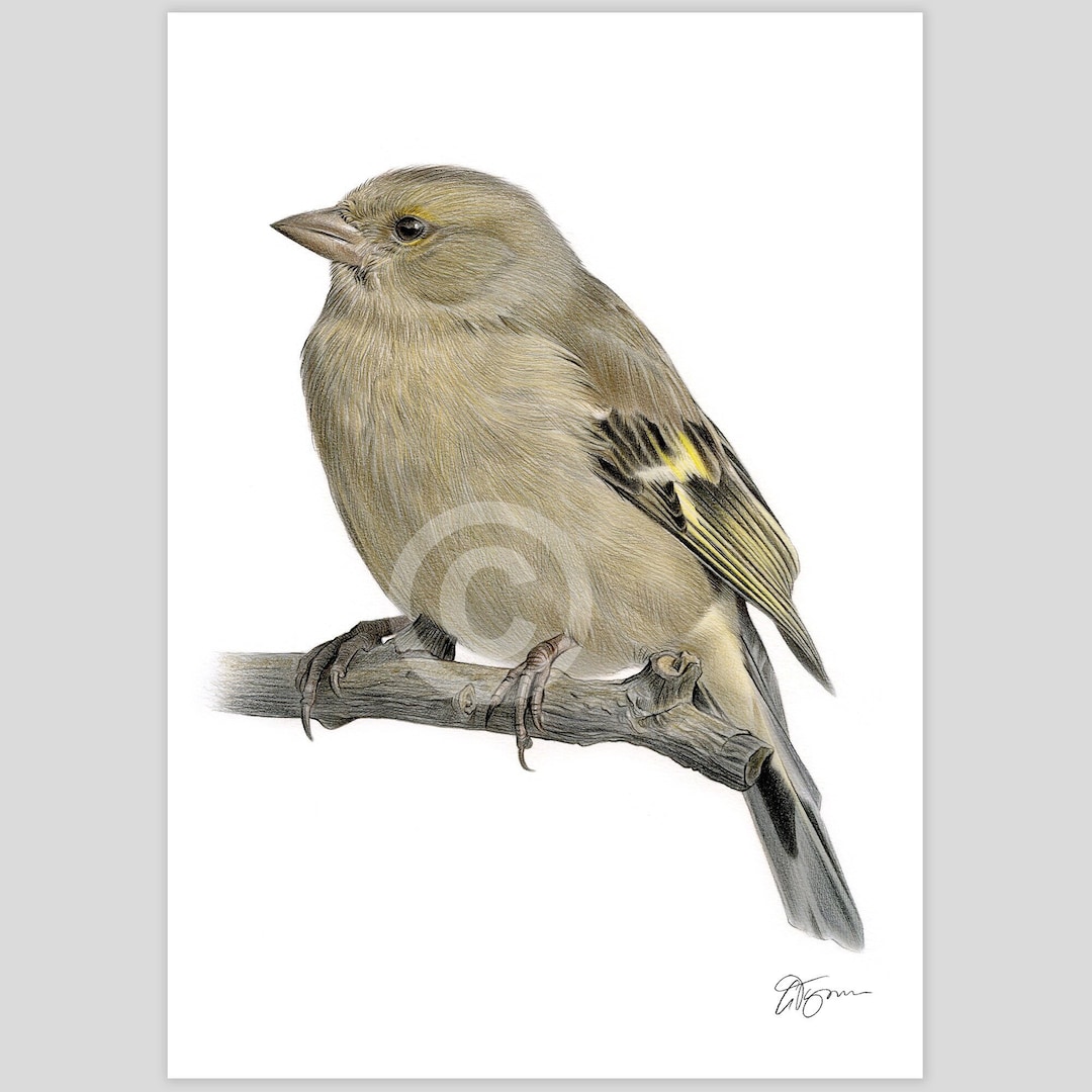 Chaffinch Artwork Signed by Artist Gary Tymon | Colour Pencil Drawing ...