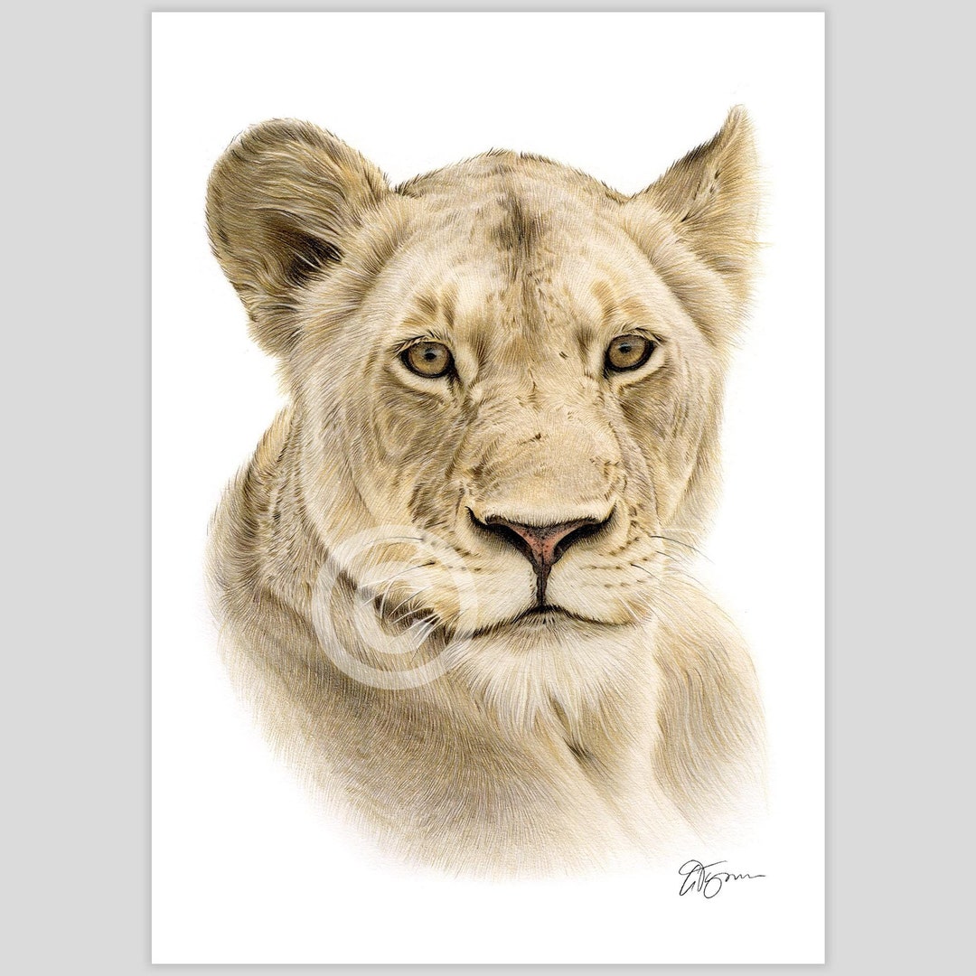 African Lioness | Color Pencil Drawing Print | Big Cat Art | Artwork ...