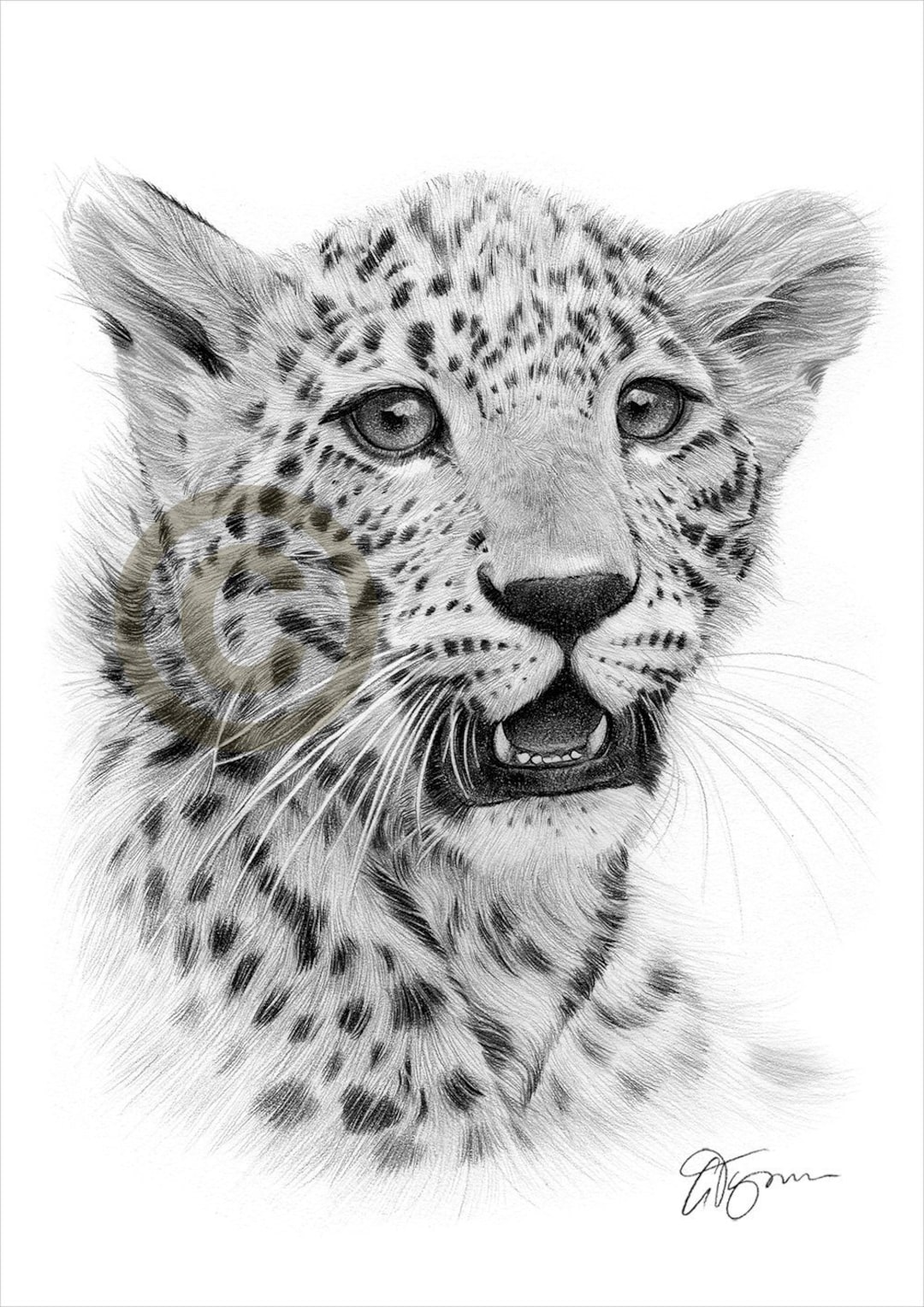 Cheetah Cub Pencil Drawing Print 2 Sizes Artwork Signed by - Etsy