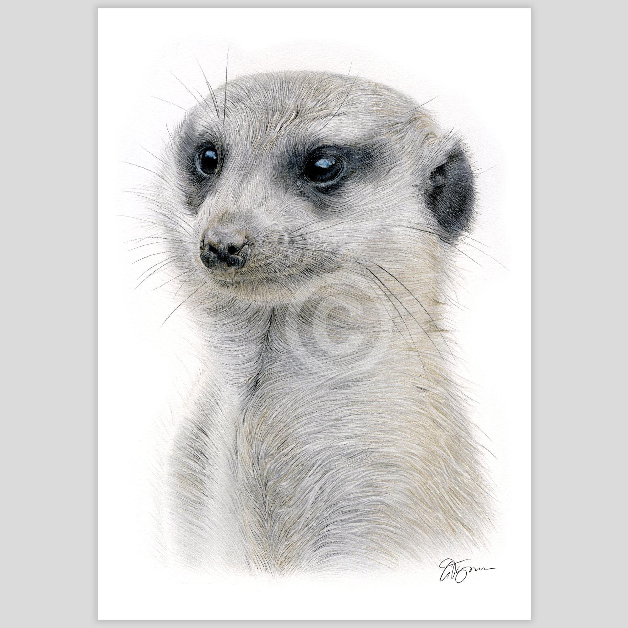 Dibujo De Suricata Dos Suricatas De Pie, Suricata De Dibujos Animados