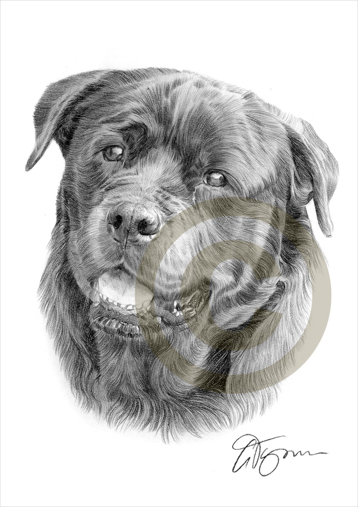 Dog Art Rottweiler Pencil Drawing Print Artwork Signed by Artist Gary ...