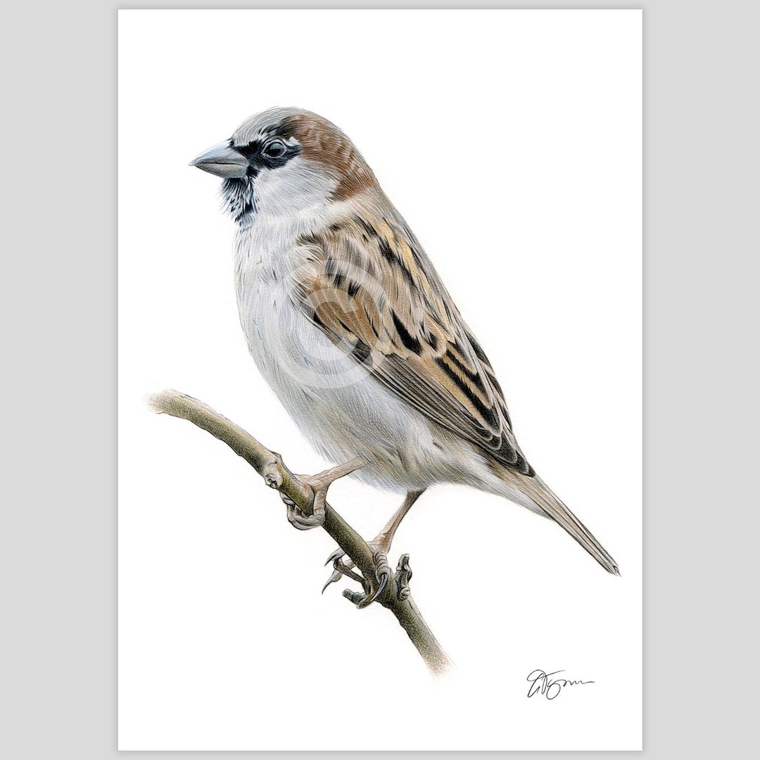 Sparrow Color Pencil Drawing Print Bird Art Artwork Signed by Artist ...