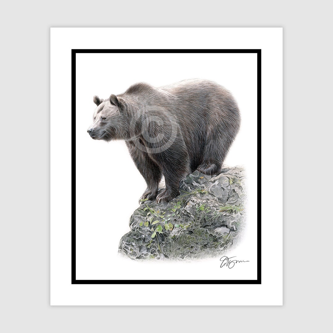 BROWN BEAR - Original Colour Pencil Drawing - Portrait Size 10" X 8 ...