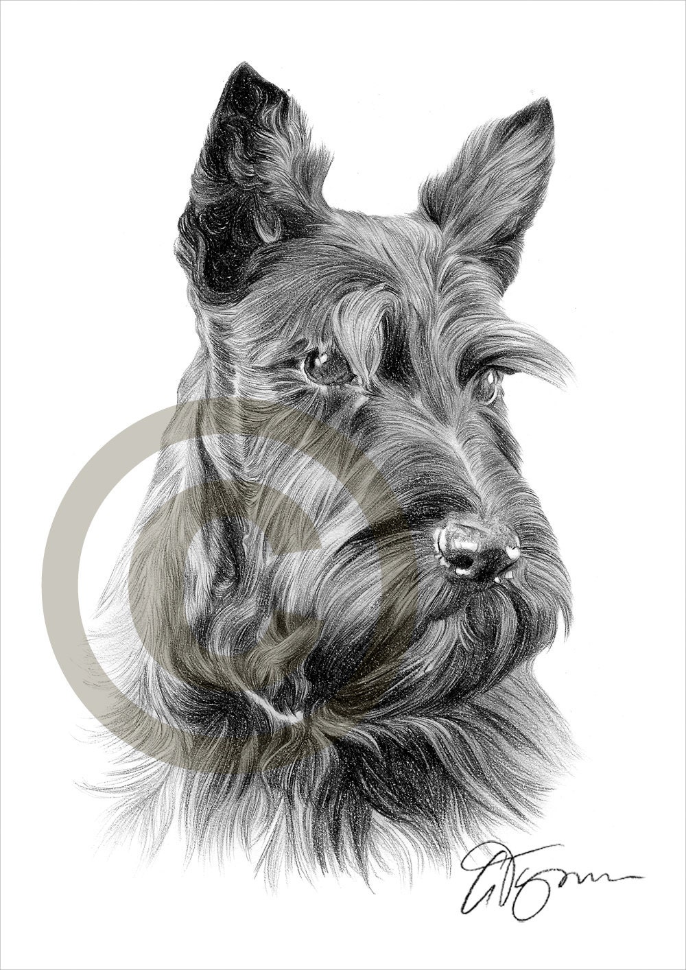 Scottish Terrier Drawings