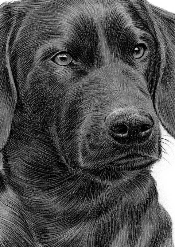 Svart Lab Portrettmaleri Black Labrador Retriever — Stock Photo