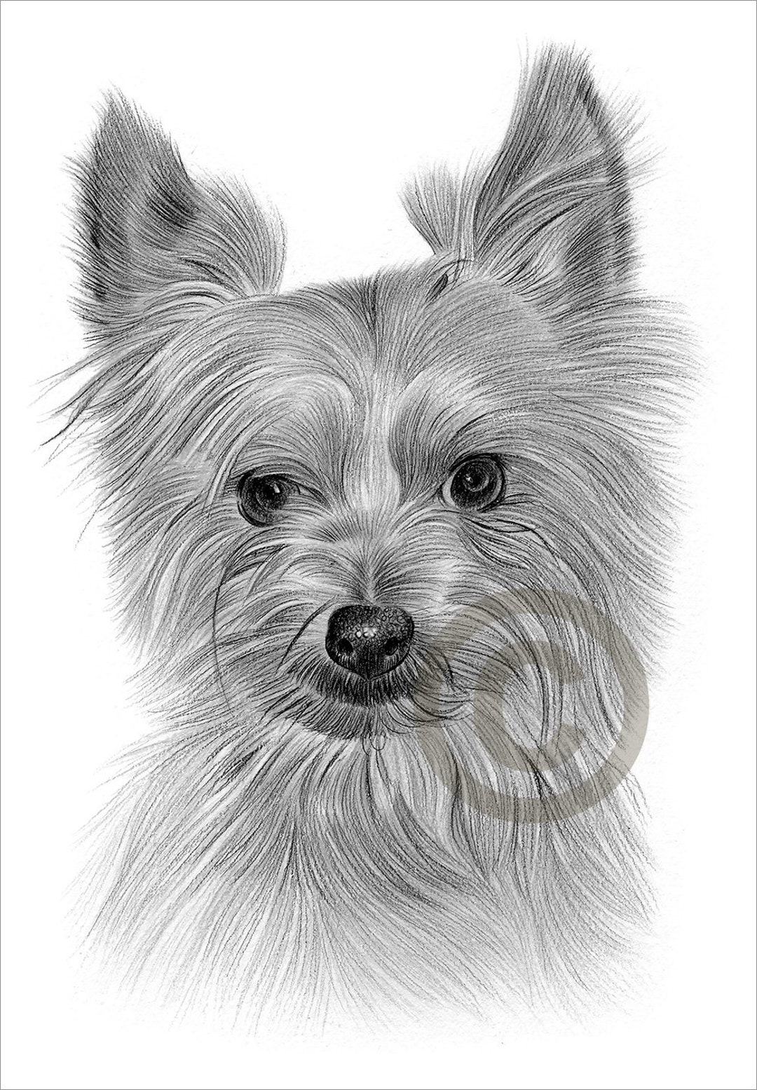Digital Download Pencil Drawing of a Yorkshire Terrier Toy Dog Breed ...