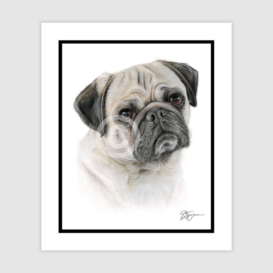 PUG - Original Colour Pencil Drawing - Portrait Size 10" X 8" - Mount ...