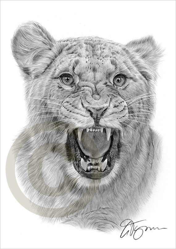 Lioness Pencil Drawing