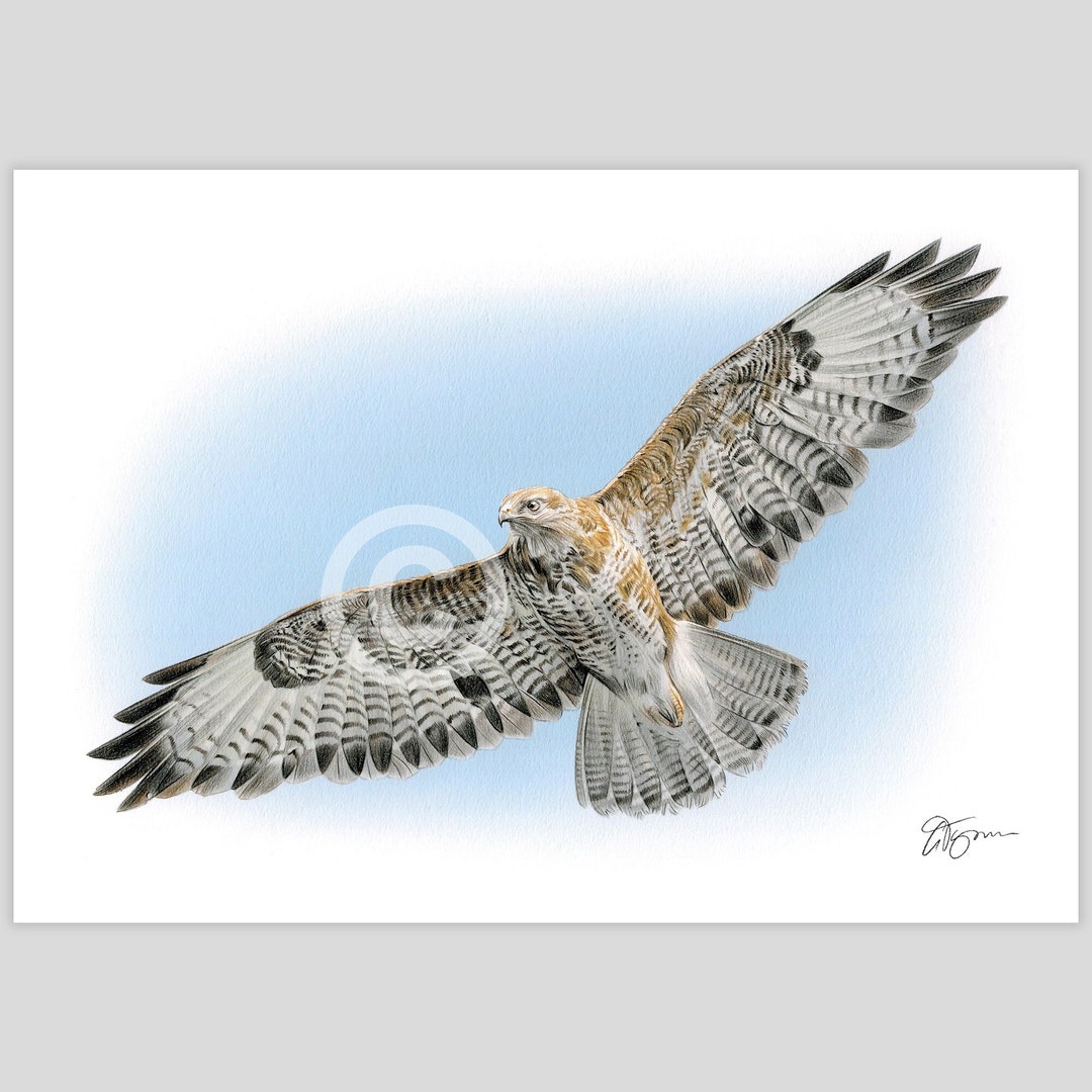Falcon in Flight - Color Pencil Drawing Print - Bird Art - Artwork ...